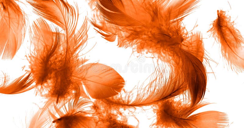 Orange Duck Feathers on a White Background Stock Photo - Image of plume ...