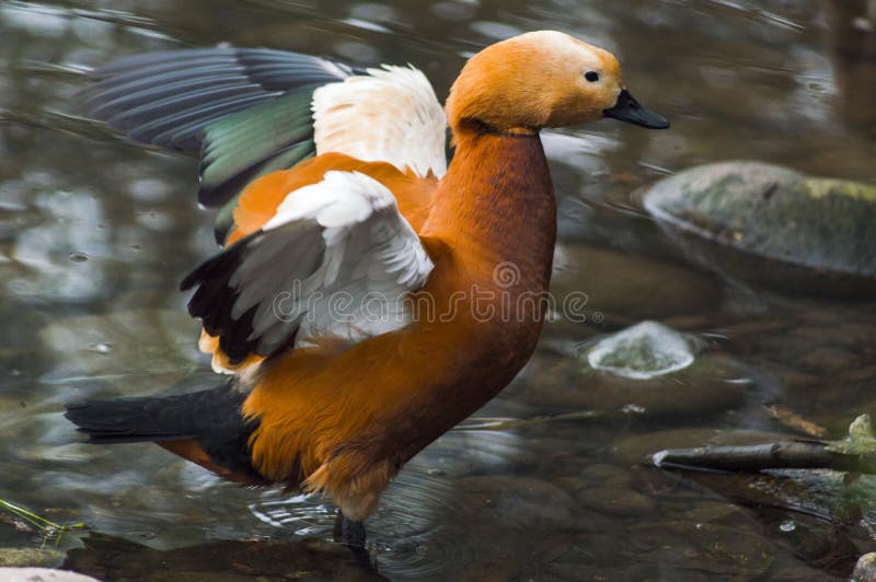 Orange Duck stock image. Image of perched, orange, edge - 110118901