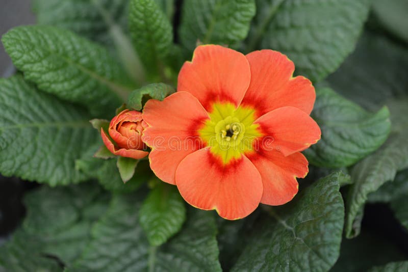 Orange Primrose Primula Vulgaris Hybrid Potted Spring Flower. Macro ...