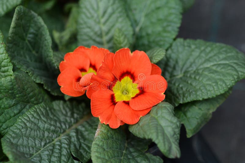 Orange English Primrose stock photo. Image of leaf, close - 172088180