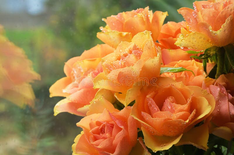 Orange English Roses stock image. Image of drop, fresh - 164243549