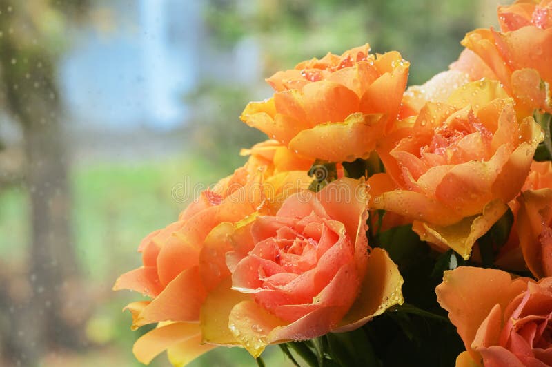 Orange English Roses stock image. Image of water, reflection - 164243689