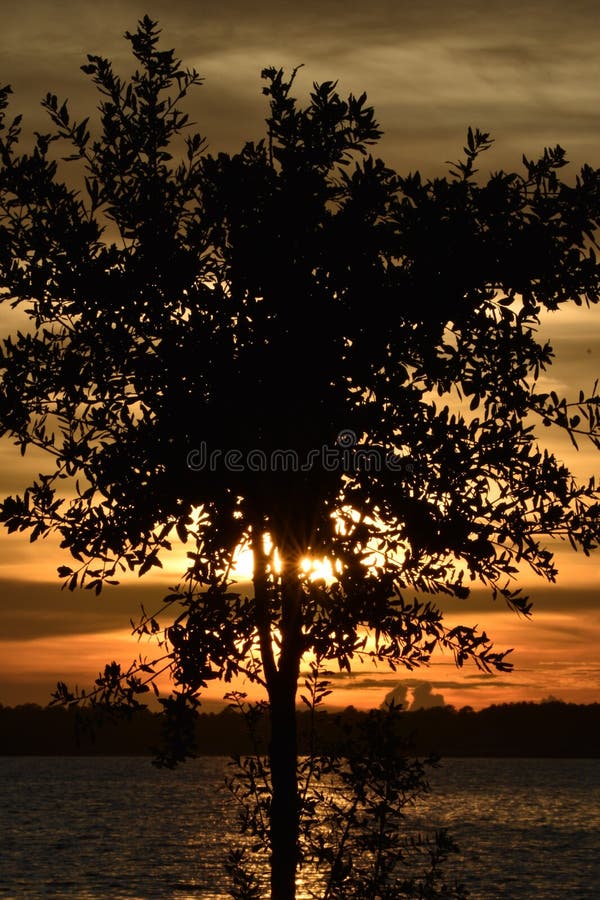 Evening Sky with Tree in the Foreground Stock Photo - Image of peice ...