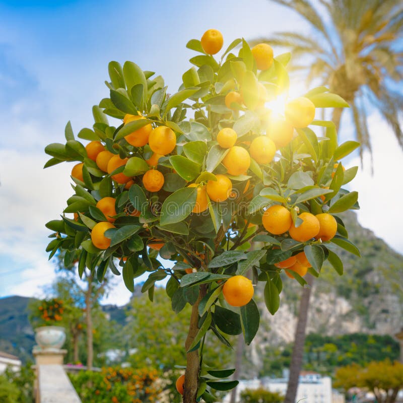 Sunlit Orange Evergreen Tree with Ripe Fruit Stock Photo - Image of ...