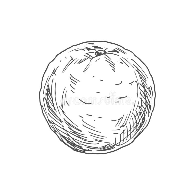 Orange Exotic Tropical Fruit Icon Sketch Stock Vector - Illustration of ... Orange Exotic Tropical Fruit Icon Sketch Stock Vector - Illustration of ...