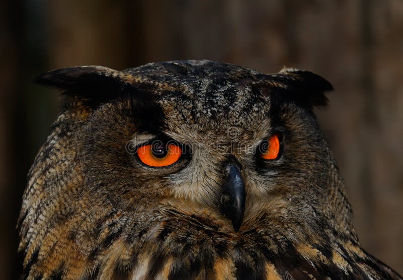 Orange Eyed Owl at Night stock image. Image of pray, bright - 4810643