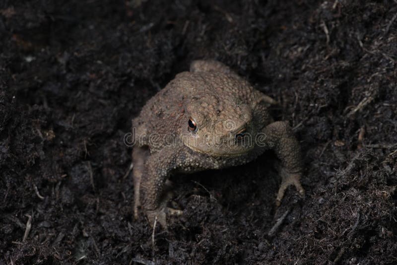 Orange Eyes of Lumpy Common Toad Look at Camera Stock Image - Image of ...