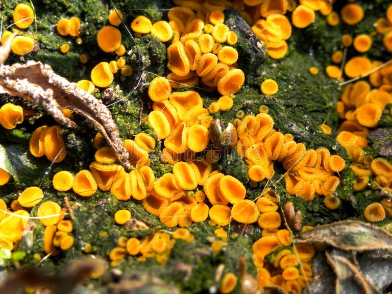 Orange fairy cup fungus stock photo. Image of compact - 94862280