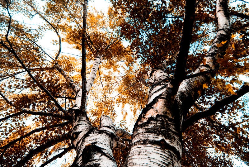 The Orange Fall stock image. Image of leaves, fall, tall - 4558481