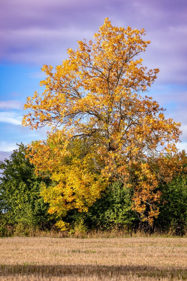 Fall Orange and Red Autumn Leaves on Ground Stock Image - Image of ...