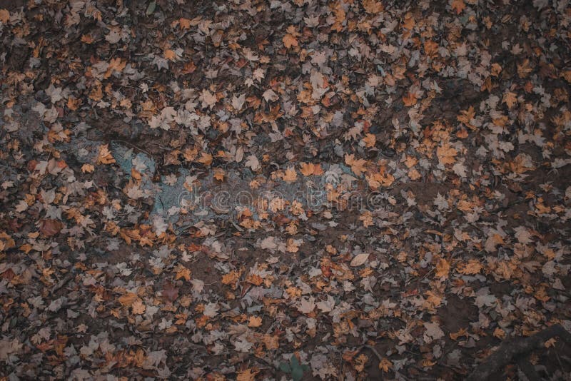 Fall Leaves on Mud Background Stock Image - Image of tree, background ...