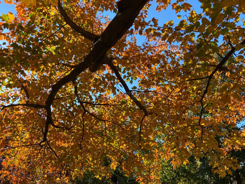 Orange Fall Foliage Canopy in November in Autumn Stock Photo - Image of ...