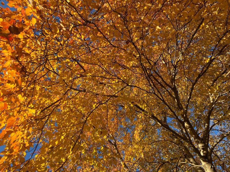 Orange Fall Foliage Canopy in November Stock Photo - Image of nature ...