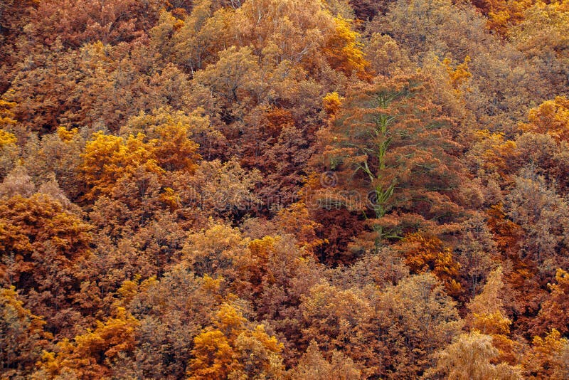 Orange Fall Forest Trees Texture Background. Nature Landscape Stock ...