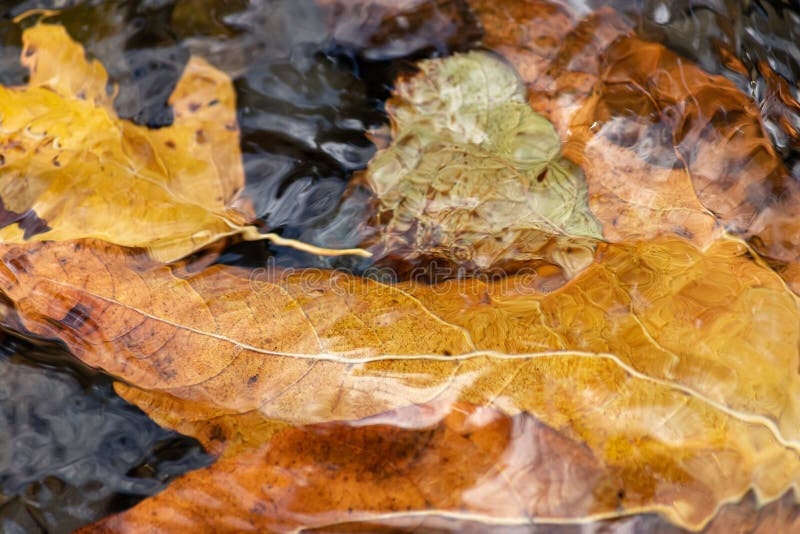 Fall Leaf Sitting on Railing Near Fish Pond Stock Image - Image of ...