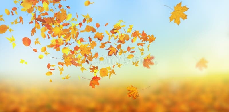 Orange Fall Leaves, Autumn Natural Background Stock Photo - Image of ...