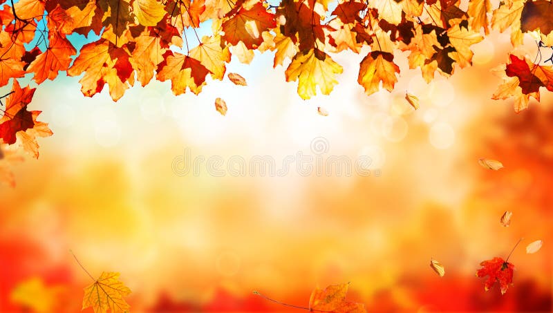 Orange Fall Leaves, Autumn Natural Background Stock Image - Image of ...