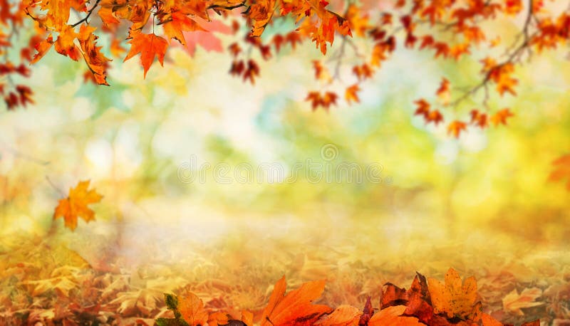 Orange Fall Leaves, Autumn Natural Background with Maple Trees Stock ...