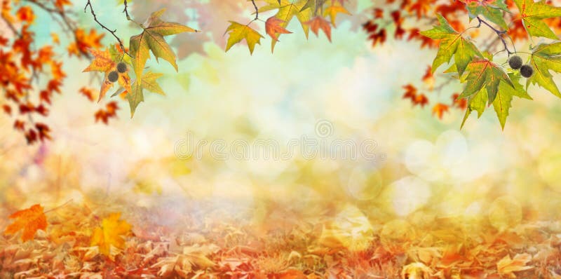 Orange Fall Leaves, Autumn Natural Background with Maple Trees Stock ...
