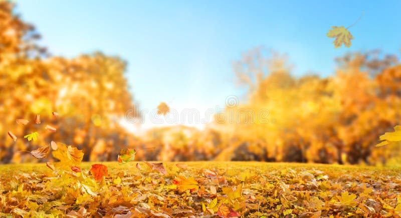 Orange Fall Leaves in Forest, Autumn Natural Background Stock Image ...