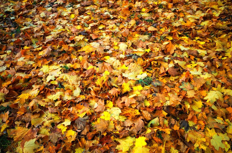 Orange Fall Leaves on the Ground Backdrop Stock Photo - Image of ...