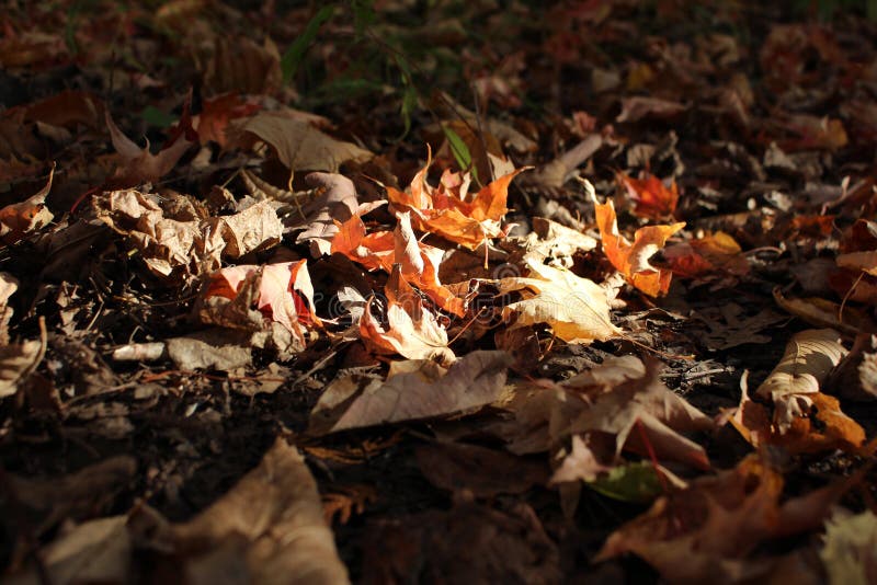 Orange Fall Leaves on Ground with Sunlight Shining on Them Stock Photo ...