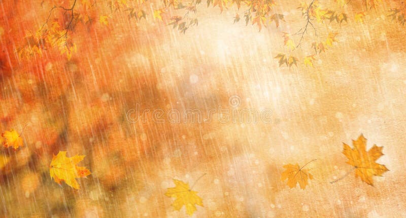 Leaves in rain stock image. Image of nature, globule, afternoon - 9537645