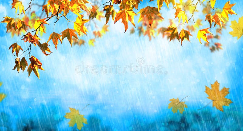Leaves in rain stock image. Image of nature, globule, afternoon - 9537645
