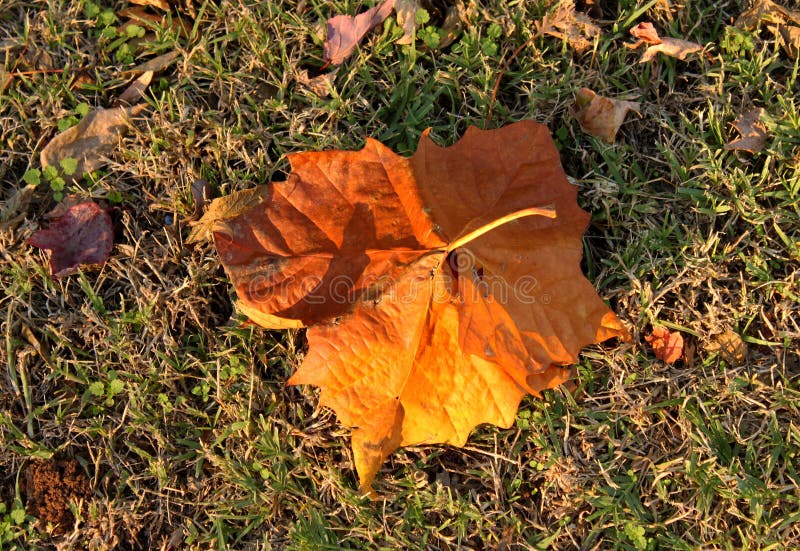 Orange Fall Maple Leaf in the Grass Stem Up with Gold Light Stock Image ...