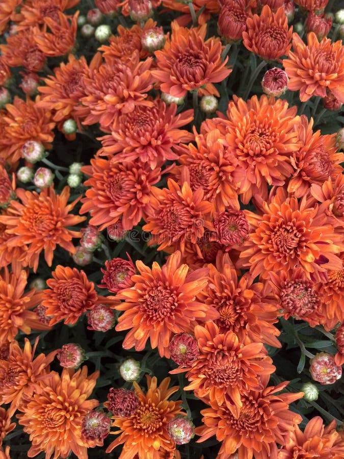 Orange Fall mums stock photo. Image of decorations, flowers - 44614018