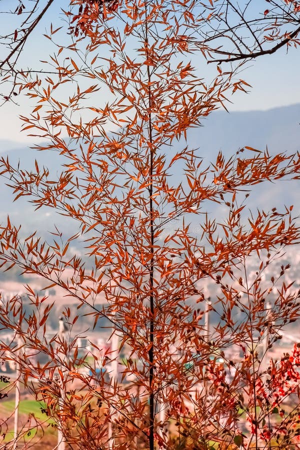 Orange Fall Tree. Autumn Colors on the Leaves of a Tree Stock Photo ...