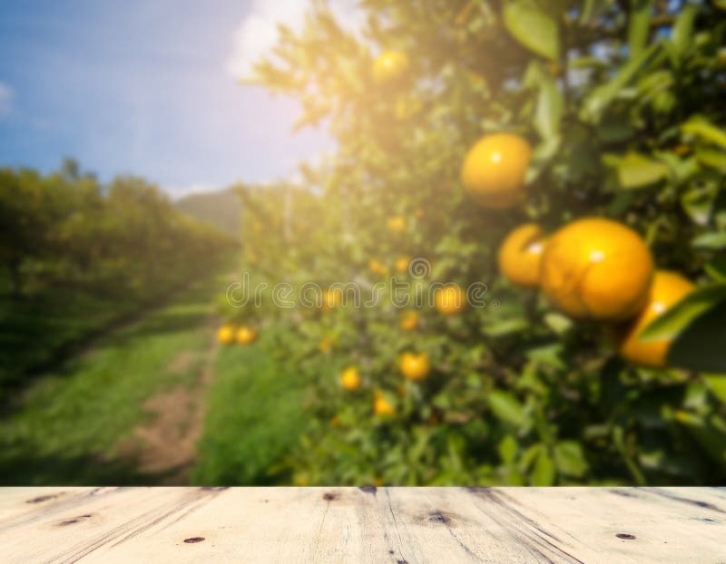 Orange Farm Blur and Wooden Platform Stock Photo - Image of cultivation ...