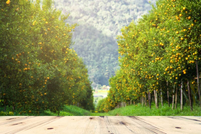 Orange Farm Blur and Wooden Platform Stock Image - Image of healthy ...
