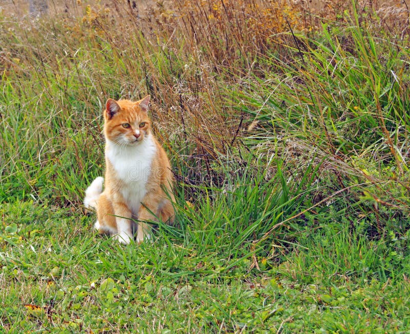Orange Farm Cat stock image. Image of hunt, rural, pasture - 17498783