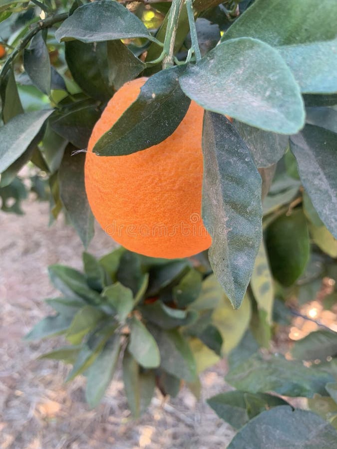 An Orange on a Farm in a Desert Climate Stock Photo - Image of orange ...