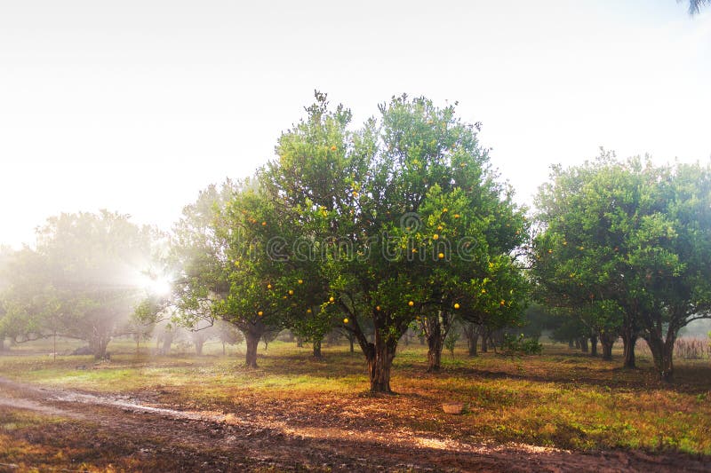 Orange farm fields stock photo. Image of agriculture - 195763768