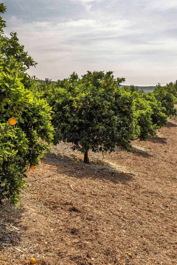 Orange Farm stock photo. Image of blue, juicy, orchard - 67864658