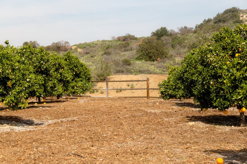 Orange Farm stock image. Image of juicy, clementine, fruit - 67864969