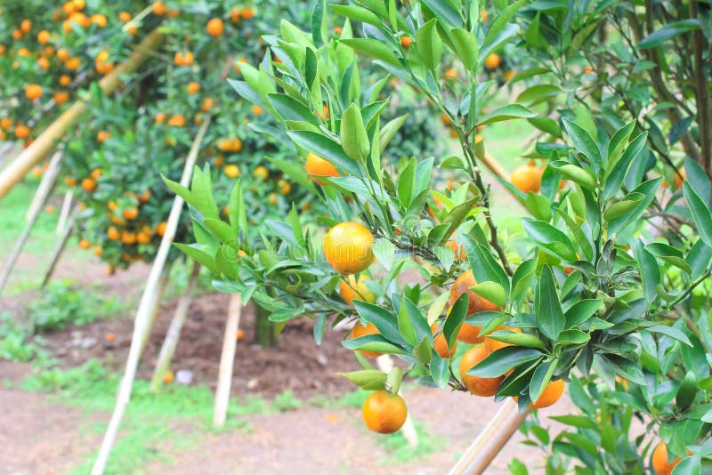 Orange farm stock image. Image of close, citrus, food - 50361205