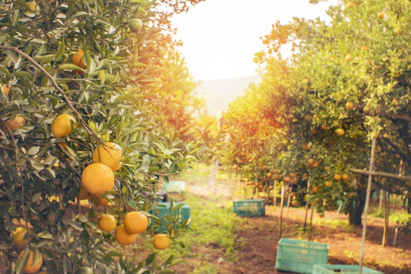 Orange Farm Ready To Harvest Stock Image - Image of orchard, healthy ...