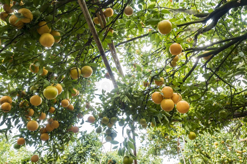 Orange Farm Ready To Harvest Stock Photo - Image of garden, plantation ...