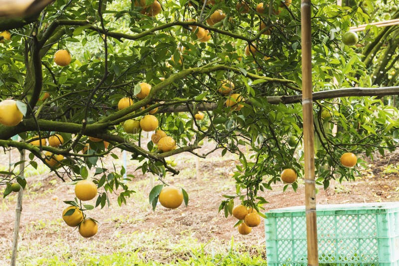 Orange Farm Ready To Harvest Stock Photo - Image of juicy, groves ...