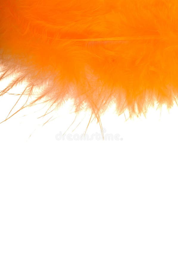 Orange feather stock image. Image of feather, white, orange - 12373331