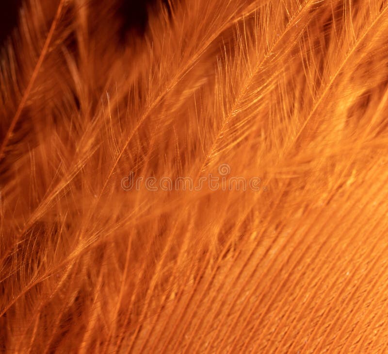 Orange Feather As an Abstract Background Stock Photo - Image of natural ...