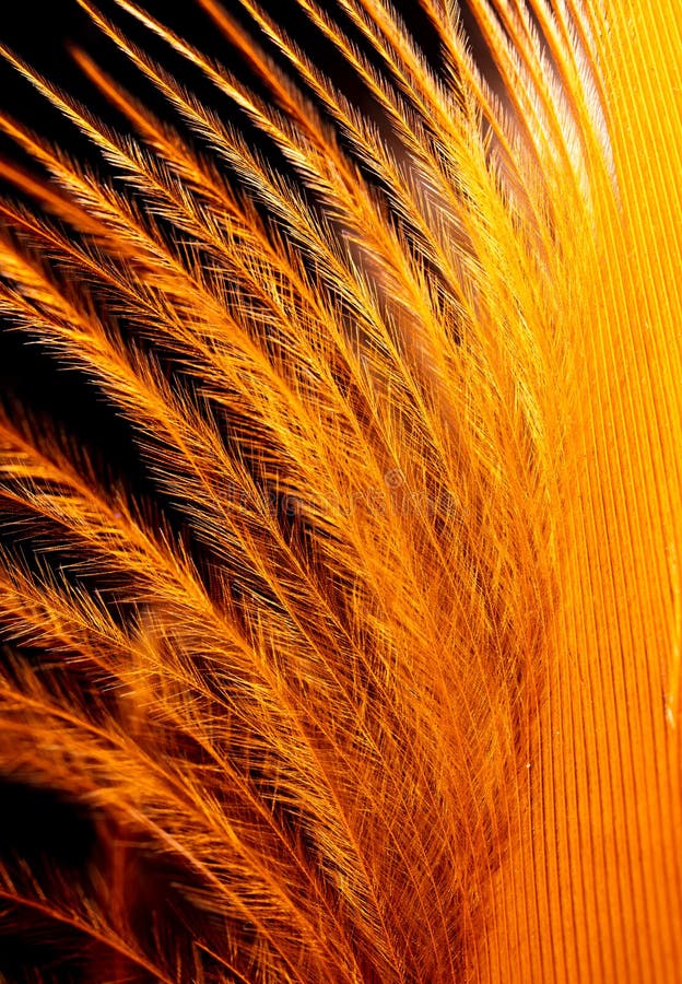 Orange Feather Isolated on Blue Background Stock Photo - Image of ...