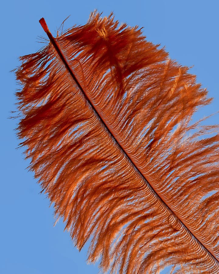 Orange feather stock image. Image of flying, elegance - 55759965