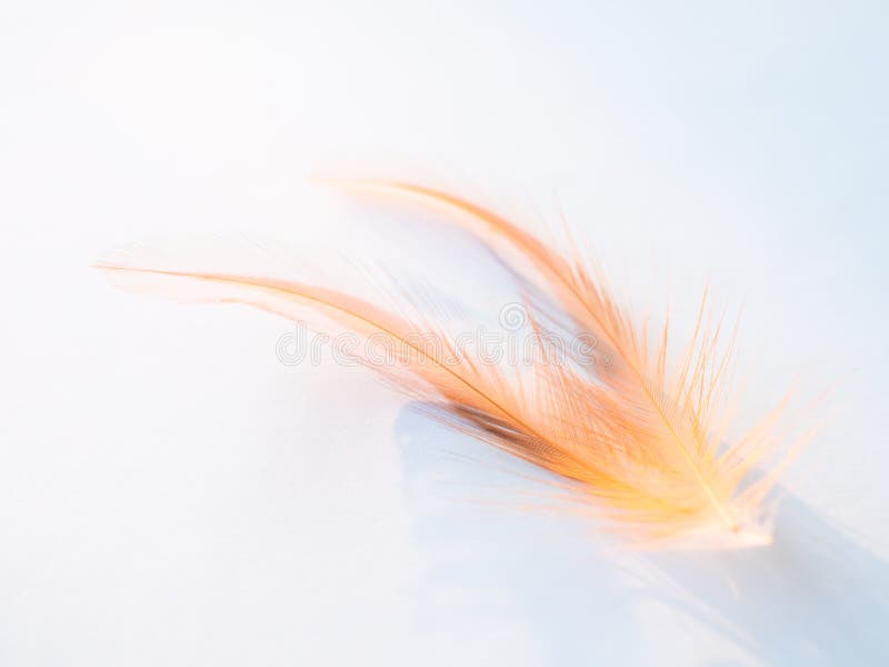 Orange Feather on Blue Background Bird Wing Line Retro with Light,Soft ...