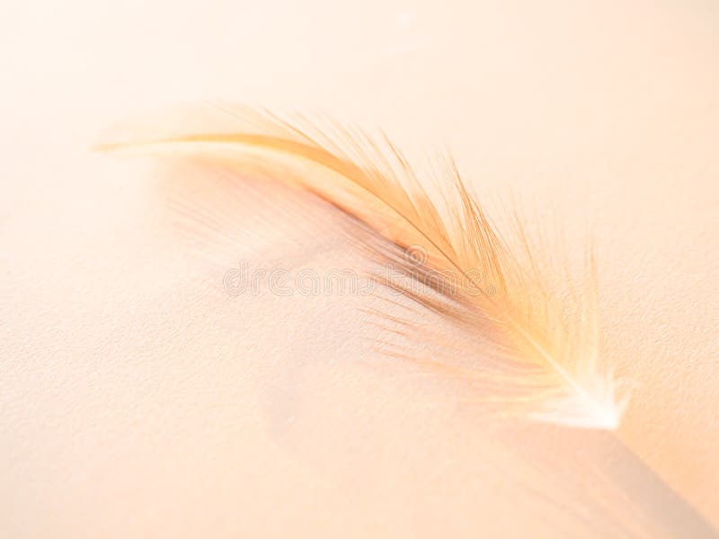 Orange Feather on Blue Background Bird Wing Line Retro with Light,Soft ...