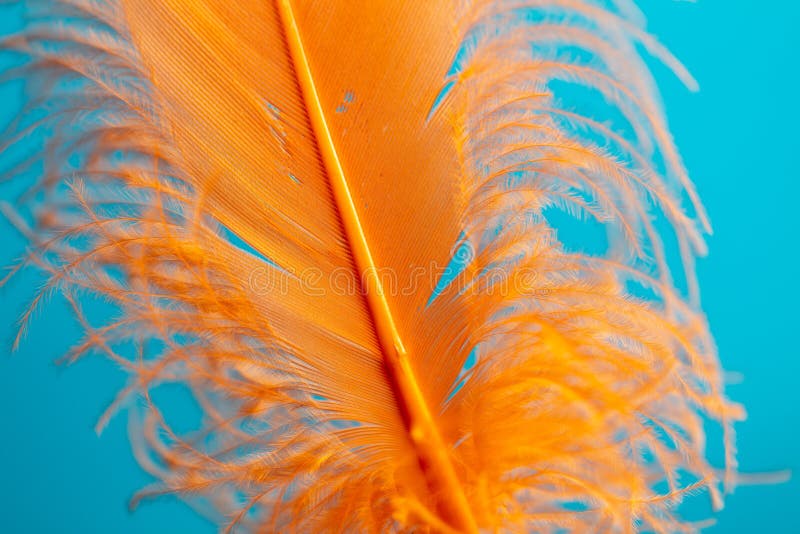 Orange Feather Isolated on Blue Background Stock Photo - Image of ...