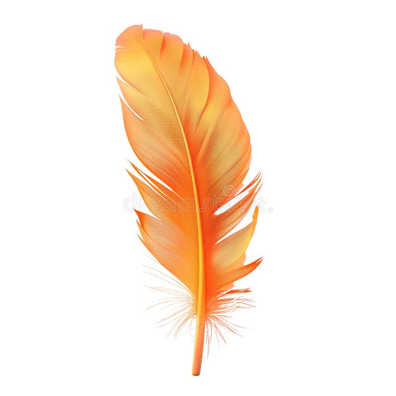 Orange Feather on White Background Stock Image - Illustration of ...